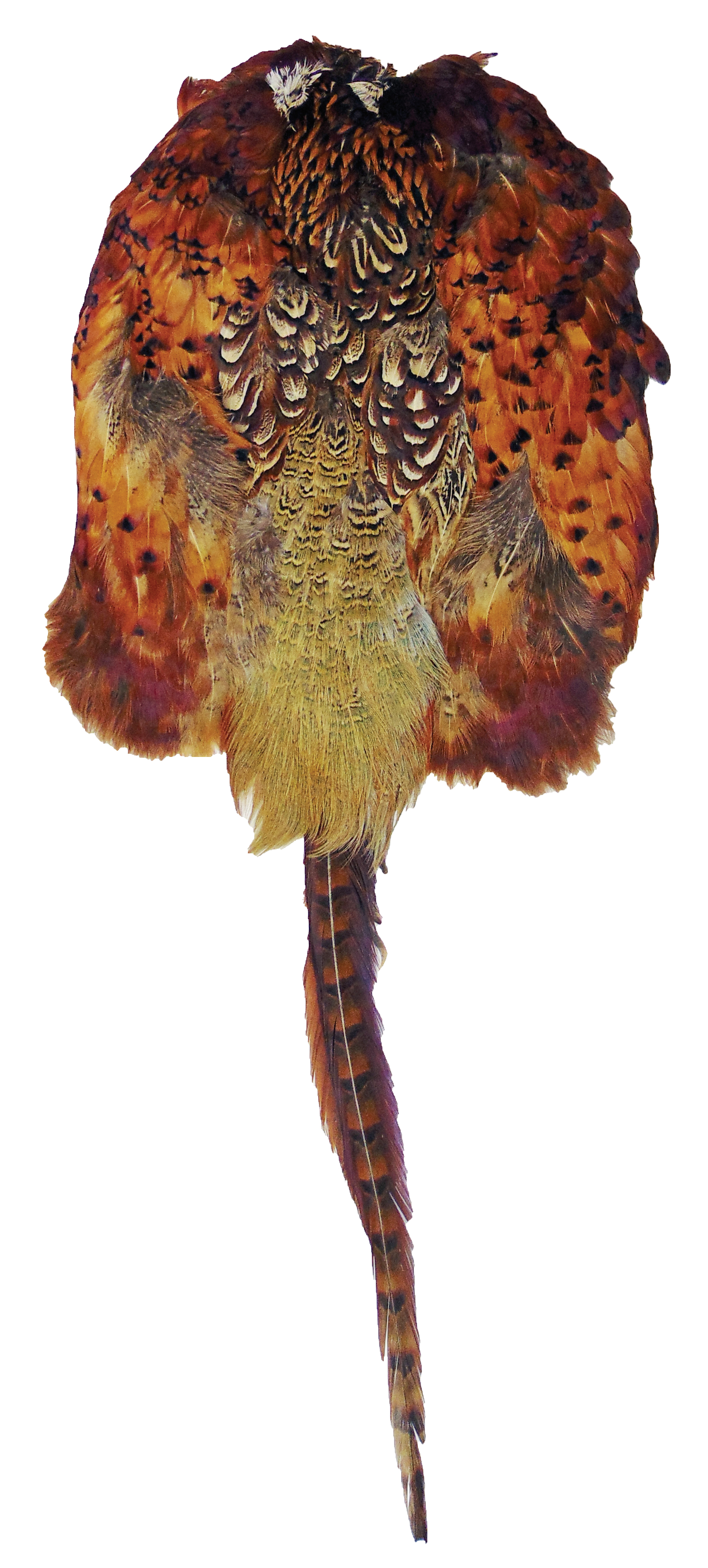 Pheasant Skin Pelt by Bisley - Eastern Gun Company